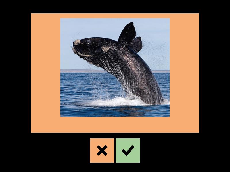 LANGPOINT EF PRE-INTERMEDIATE: UNIT 9A ANIMALS - Flash cards