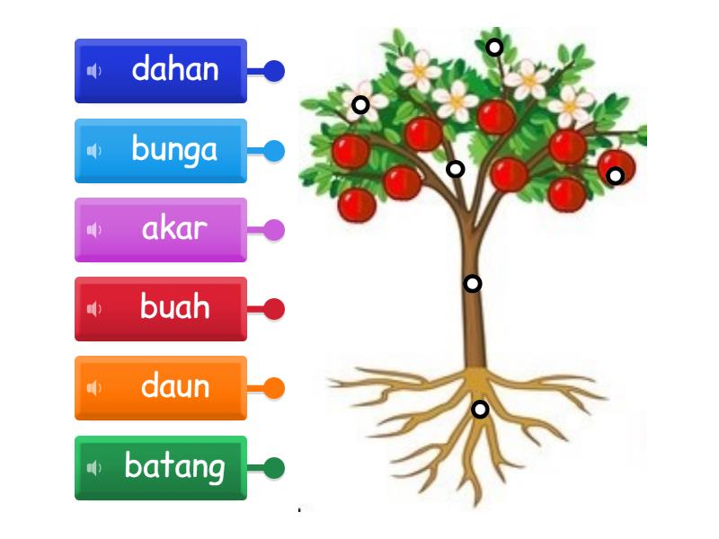 P3 Pokok 4.5 (Label Diagram) - Labelled diagram