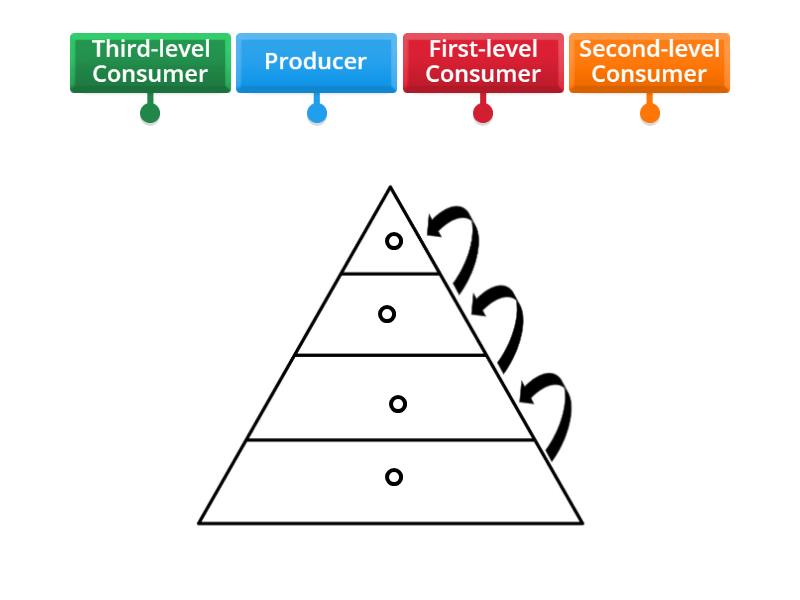 Food Pyramid - Labelled diagram