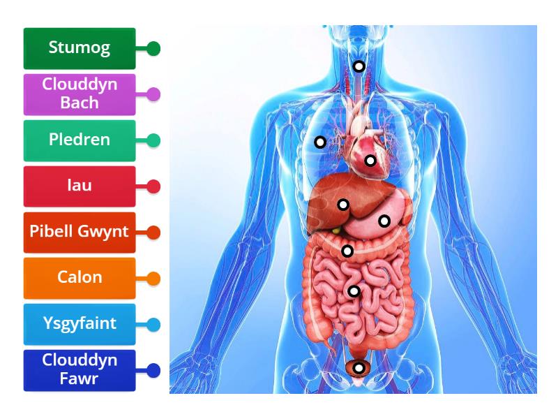 Labelu y corff dynol - Labelled diagram