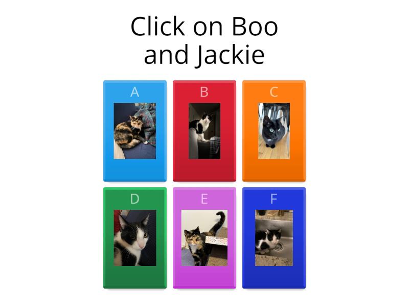 Click on 2 of the cats Boo Purr and Jackie - Quiz