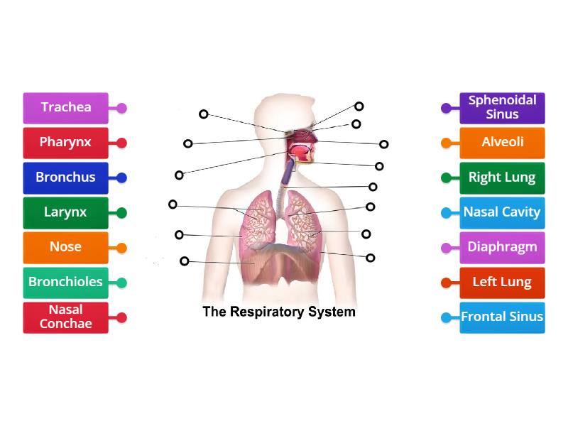 Identifying the Respiratory System - Labelled diagram