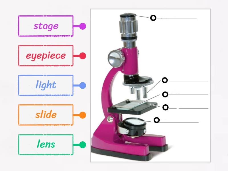 Parts of a Microscope - Labelled diagram