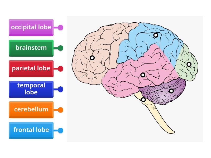 Label the Brain - Structures - Labelled diagram