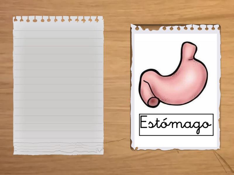 Sistema digestivo - Speaking cards