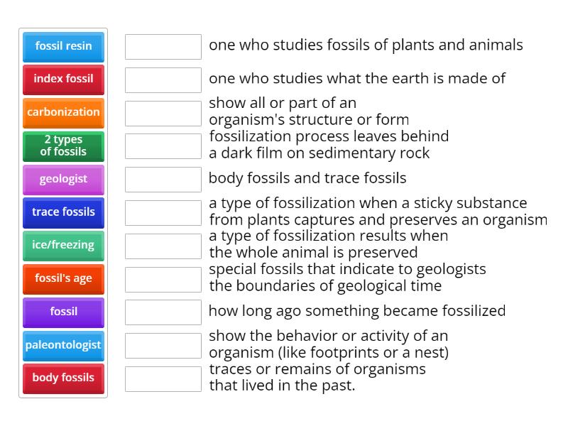 Fossils Vocabulary - Une las parejas