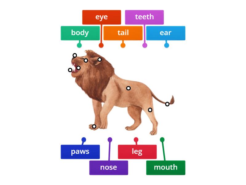 Lion Body PArts - Labelled diagram