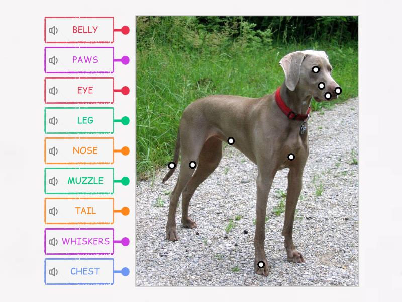 Dog's body part - Labelled diagram