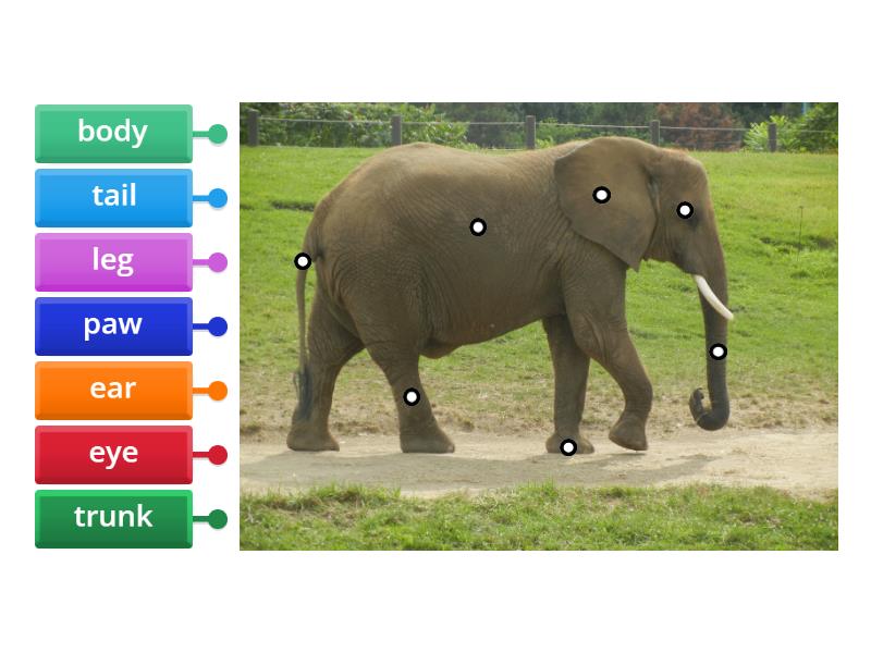Body parts - animals - Labelled diagram