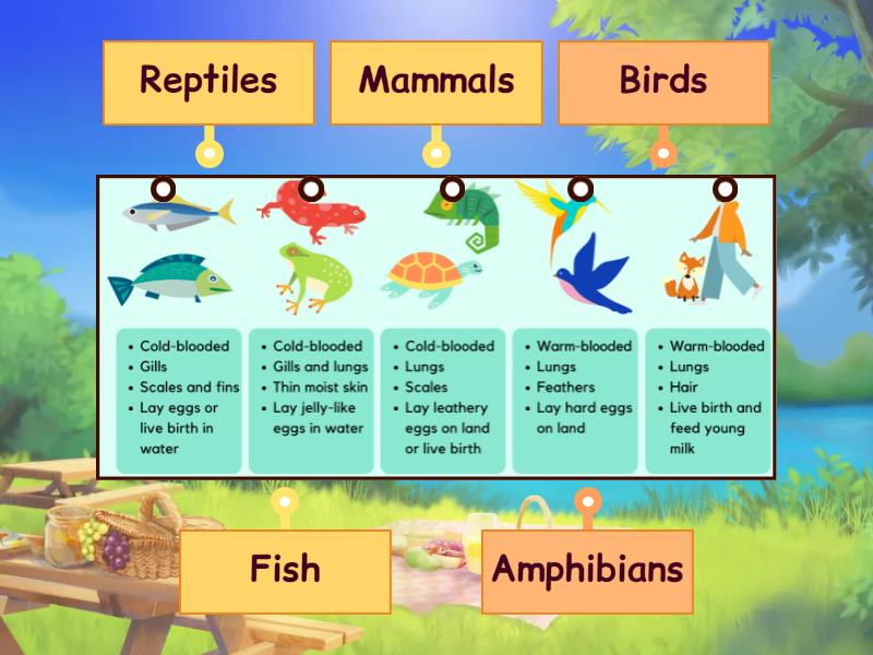 Vertebrates - Labelled diagram