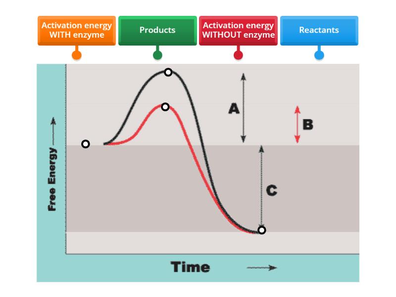 Enzyme Activity Graph Labeling - Labelled diagram