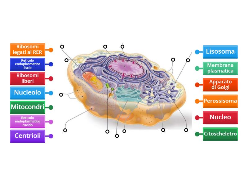 La cellula animale - Labelled diagram