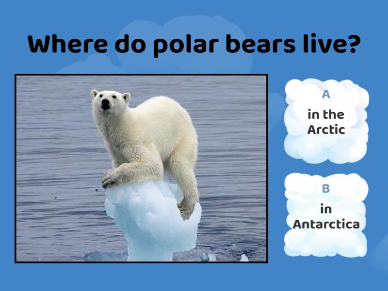 Polar bear - Quiz