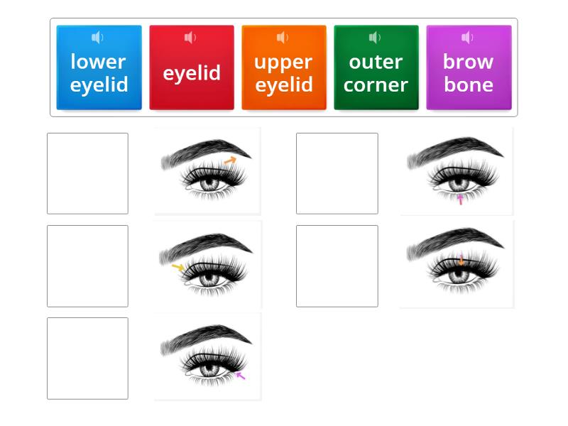 PARTS OF THE EYE - Match up