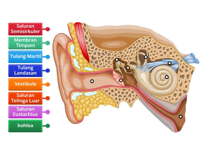 Struktur Telinga Manusia - Labelled diagram