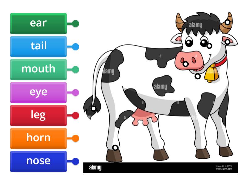 cow diagram - Labelled diagram