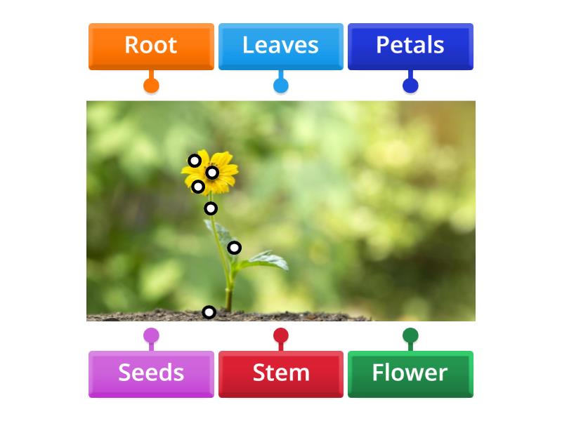 Label the parts of a flower. - Labelled diagram