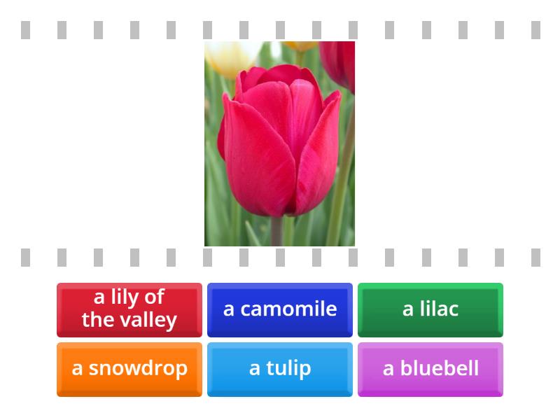 spring flowers (singular) - Find the match