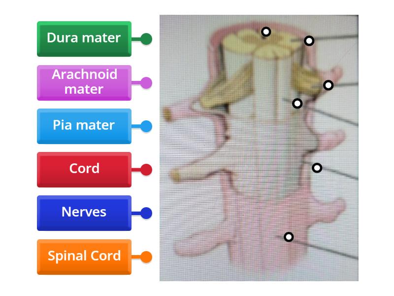 Spinal cord diagram = 8th grade Biology - Labelled diagram