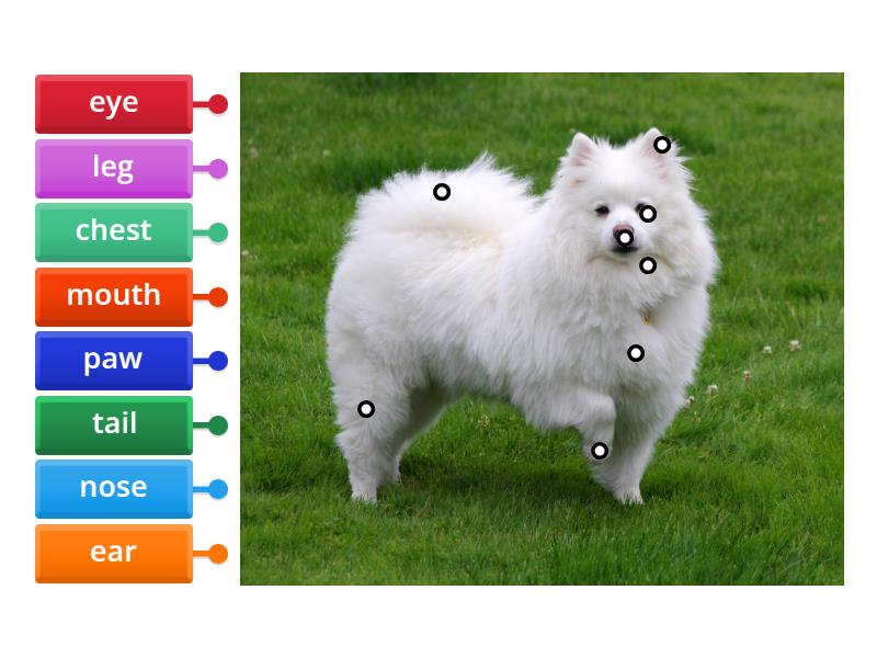 Dog - Labelled diagram