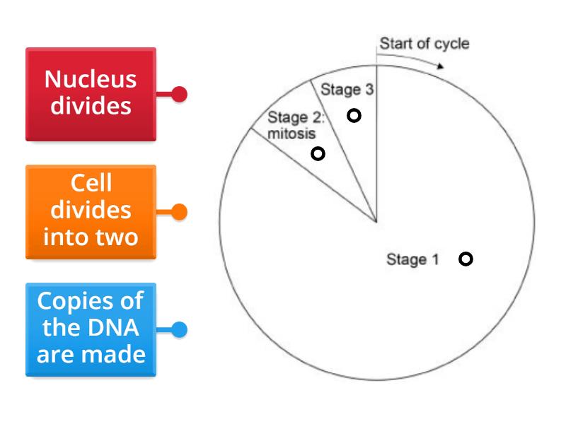The cell cycle - Labelled diagram