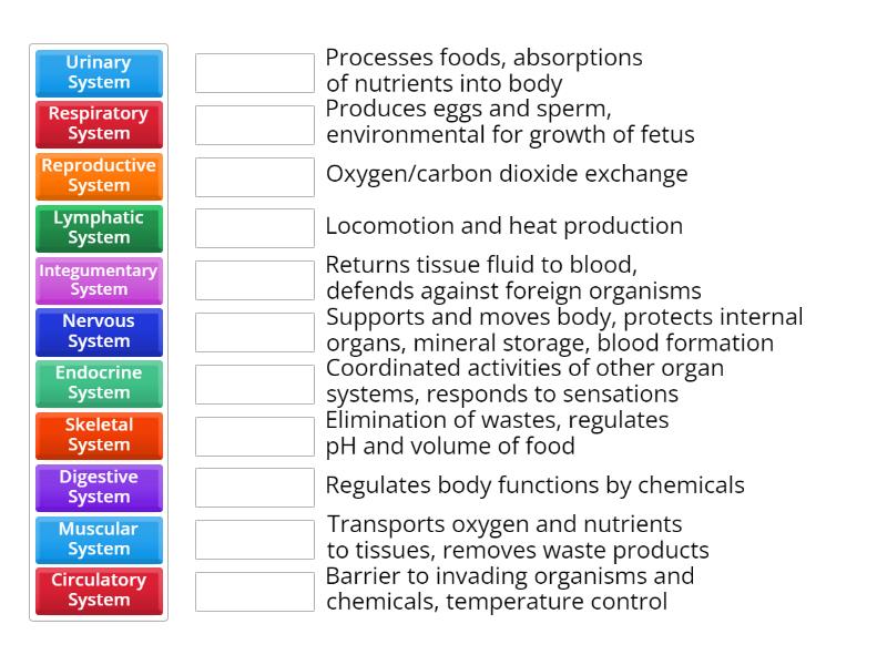 Human Body Systems - Match up