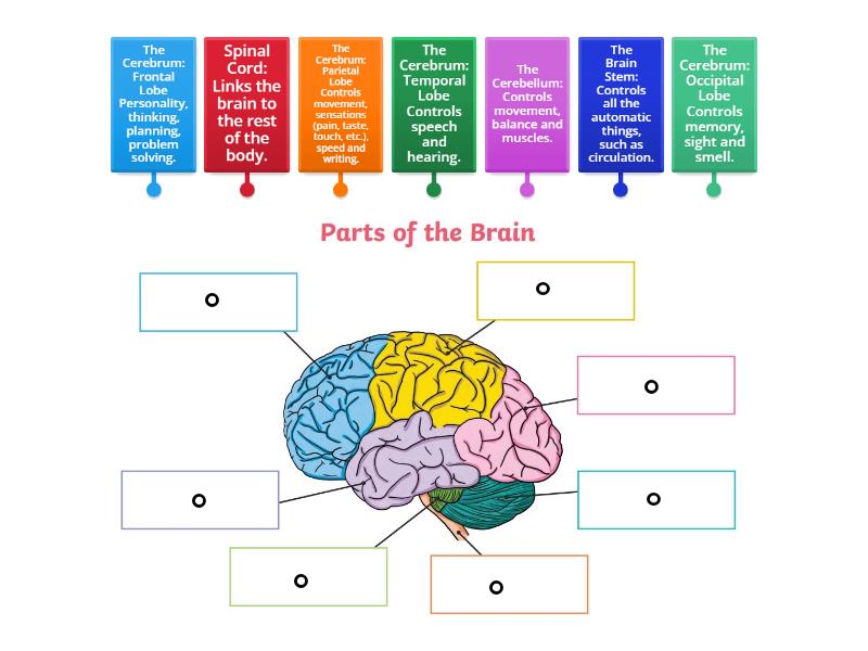 G4 Brain Awareness Week - Labelling Activity - Labelled diagram