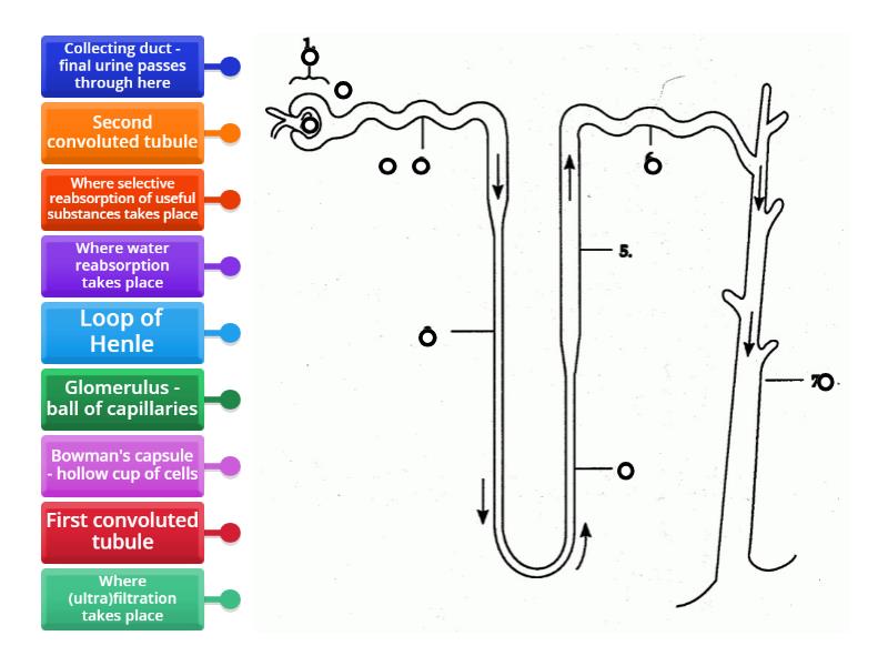 Nephron Labelling - Labelled diagram