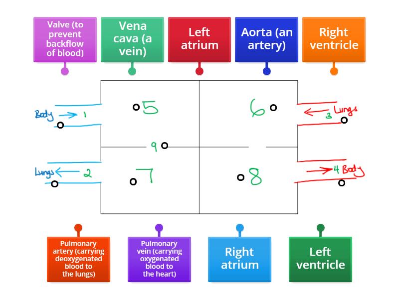 Heart - box diagram - Labelled diagram