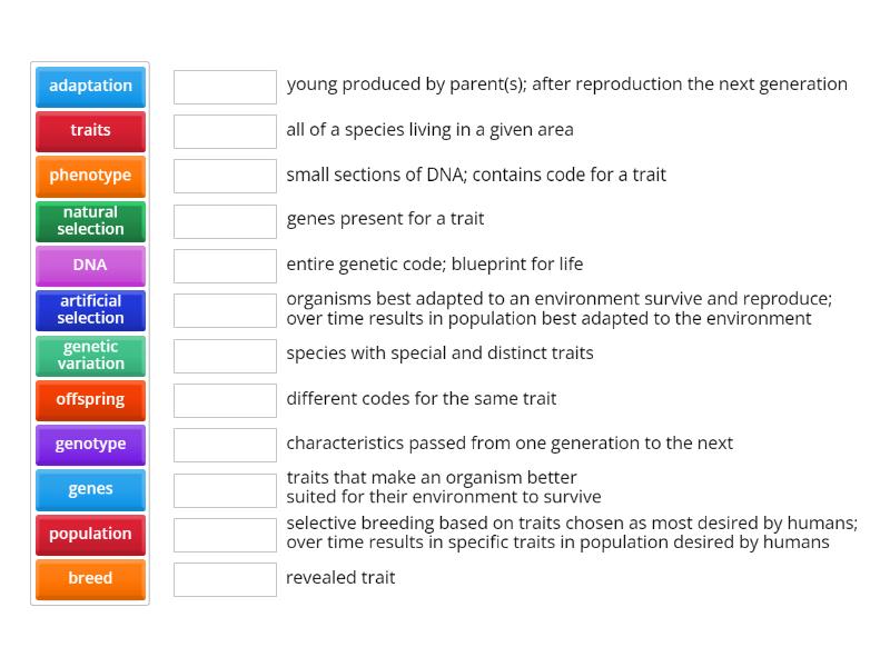 Adaptation Word Wall - Match up