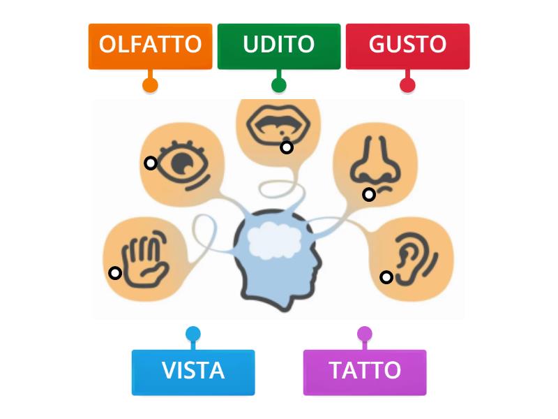 SCIENZE: GLI ORGANI DI SENSO - Labelled diagram