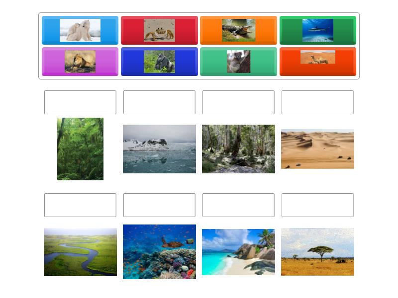 Match the animals to their habitats - Match up