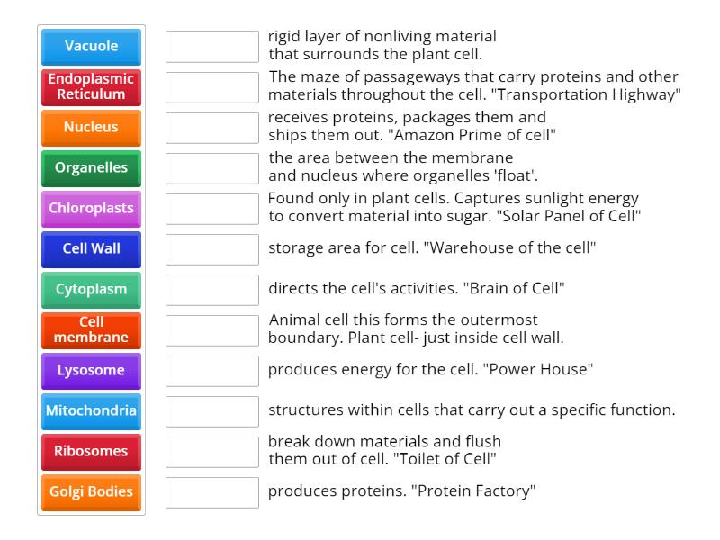 Organelles of Cell - Match up