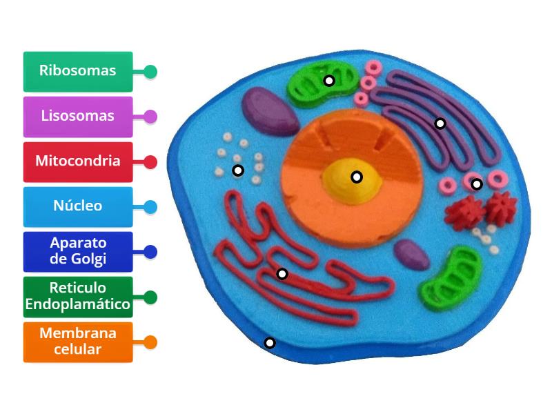 Partes de la célula - Labelled diagram