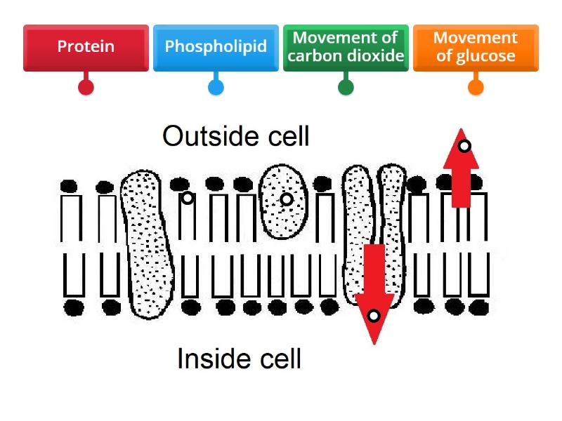 2a Cell Membrane Structure Labelling Activity - Labelled diagram