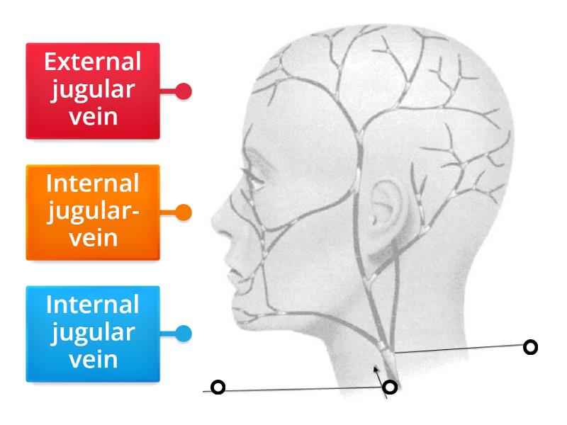 Head, neck & shoulder veins - Labelled diagram