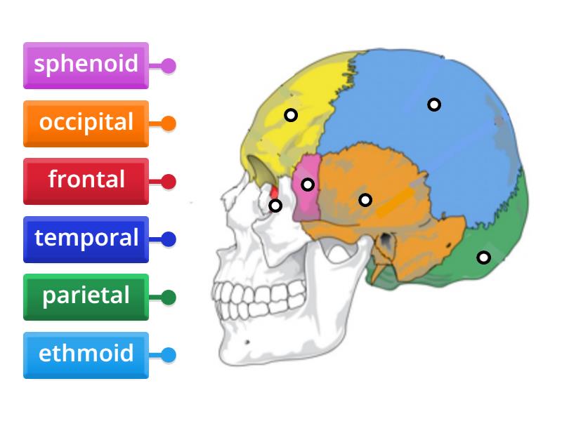 Cranial Bones Diagram - Labelled diagram