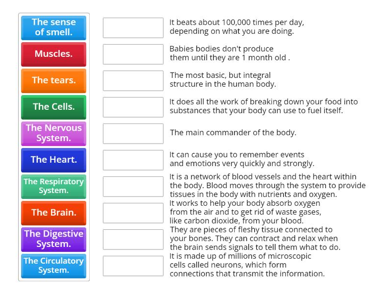 My Human Body - Match up