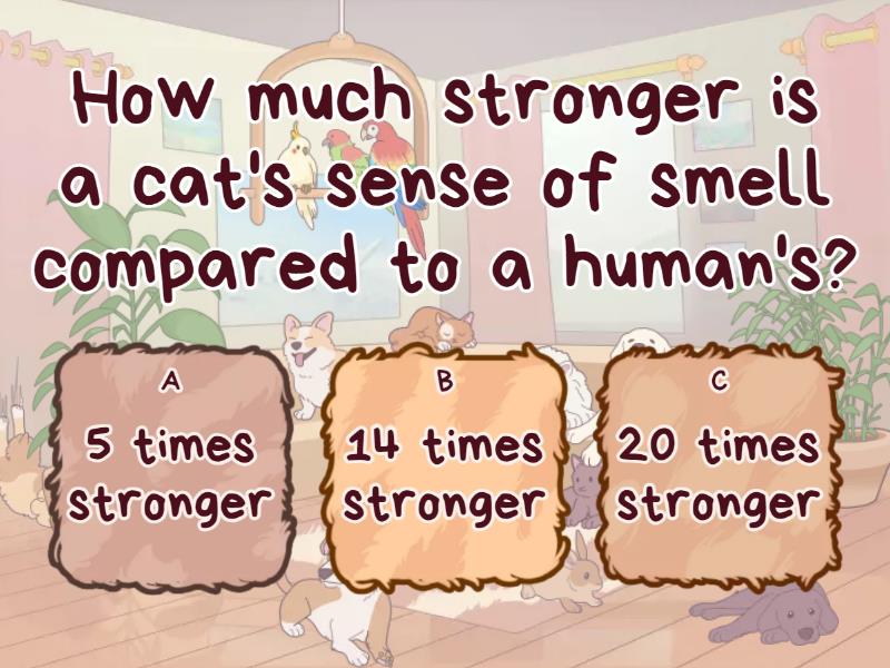 Cat - Quiz