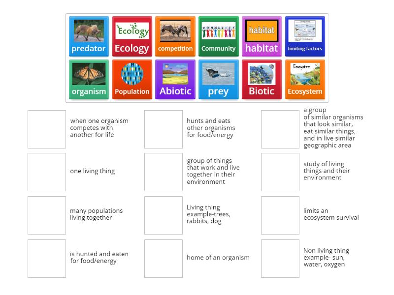 Ecosystems Vocabulary - Match up