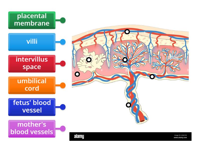 placenta - Labelled diagram