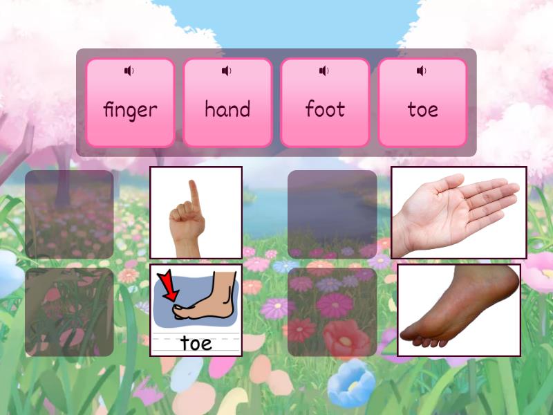 A3_Body(foot, finger, toe, hand) - Match up