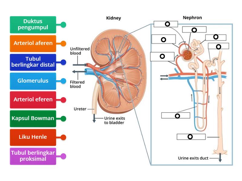 Struktur nefron - Labelled diagram