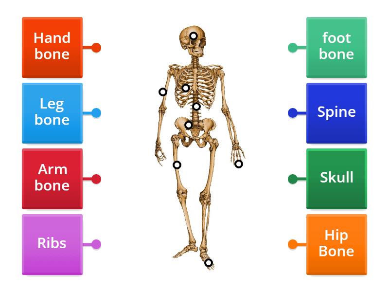Skeleton & bones - Labelled diagram