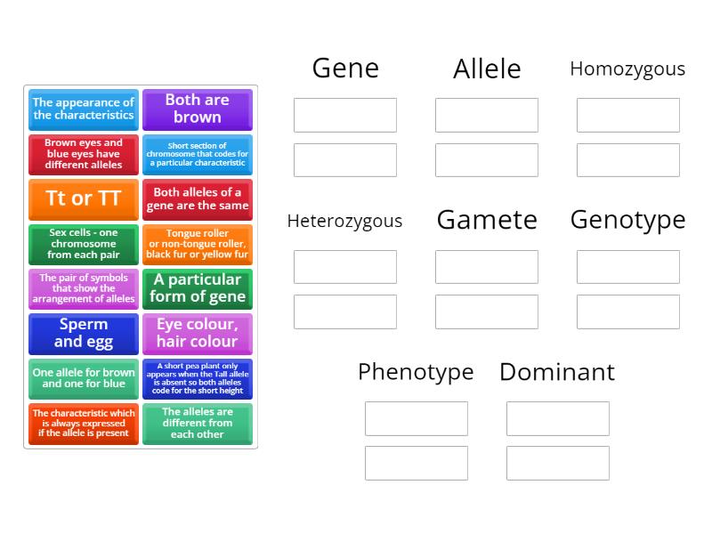 Genetics Key Words - Group sort