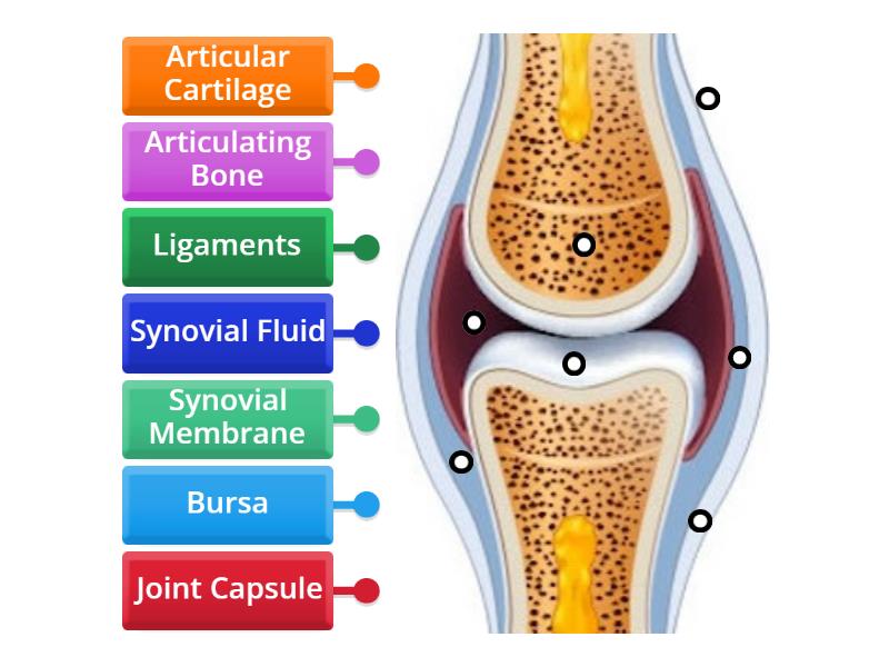Structure of a Joint - Labelled diagram