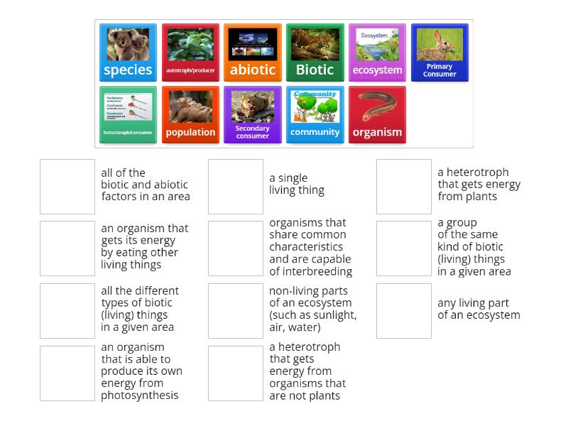 Ecosystem Vocabulary - Match up