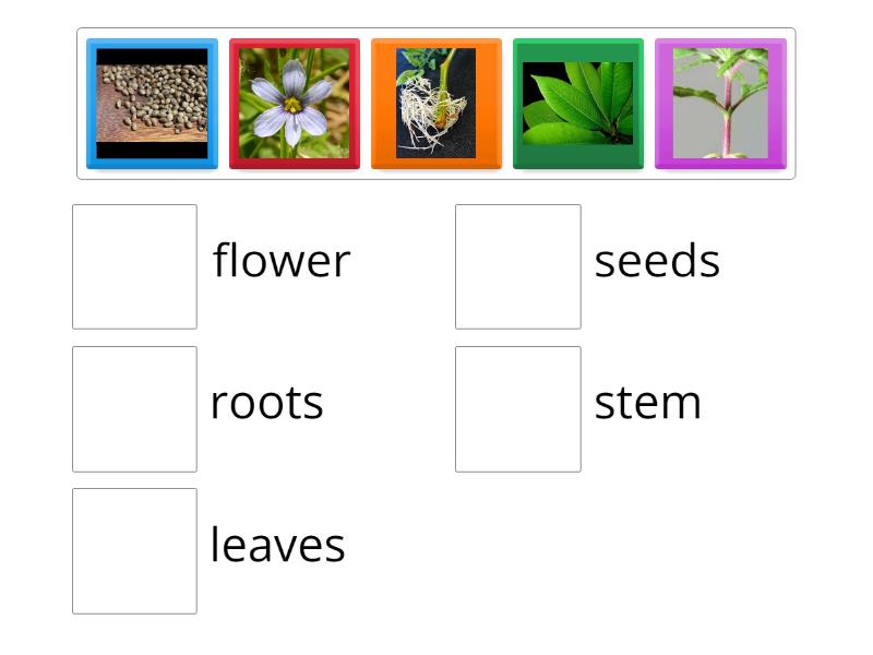 Parts of the plant - Match up