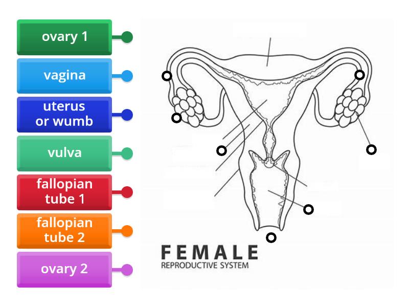 Females reproductive system - Labelled diagram