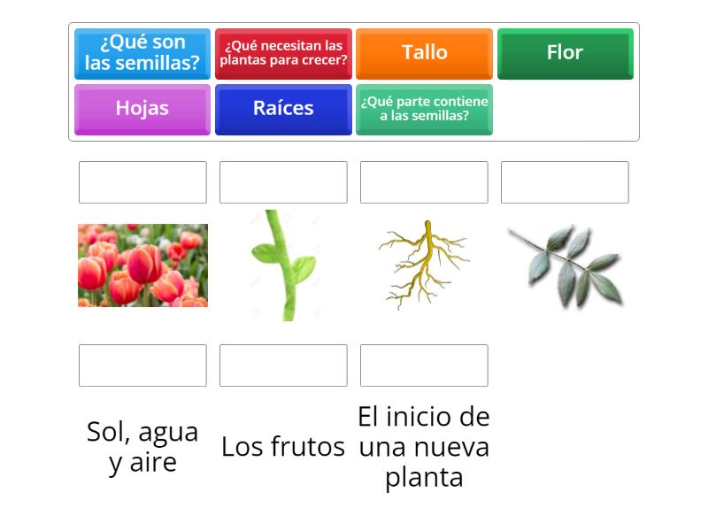Explorando el Mundo de las Plantas - Associação